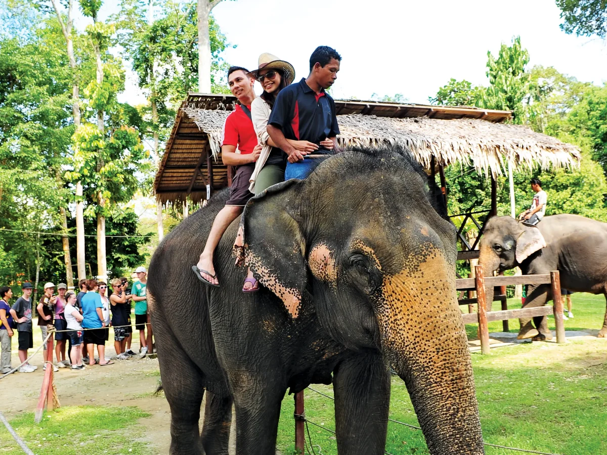 Elephant Sanctuary Tour Kuala Gandah: A Wildlife Haven - Munoha Tour